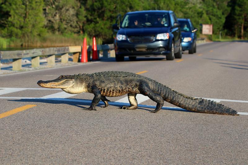 Florida Alligator Spotted Walking Down Street With Human Body ...