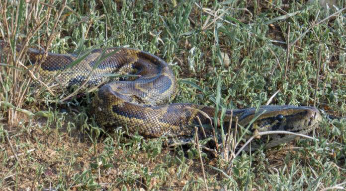 Woman Crushed to Death by Python | internewsgroup
